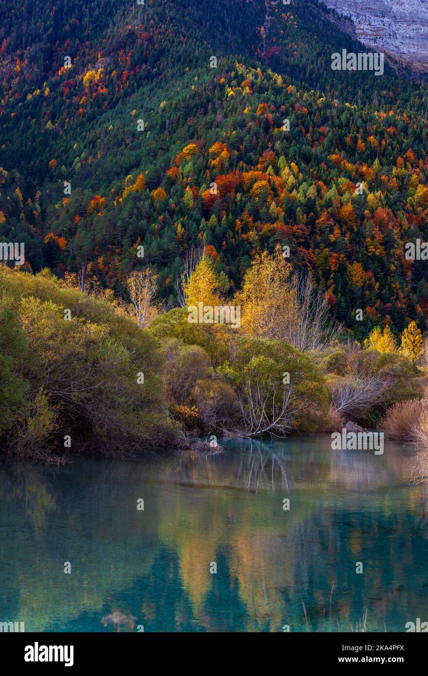 Pyrenees birds hi-res stock photography and images - Alamy