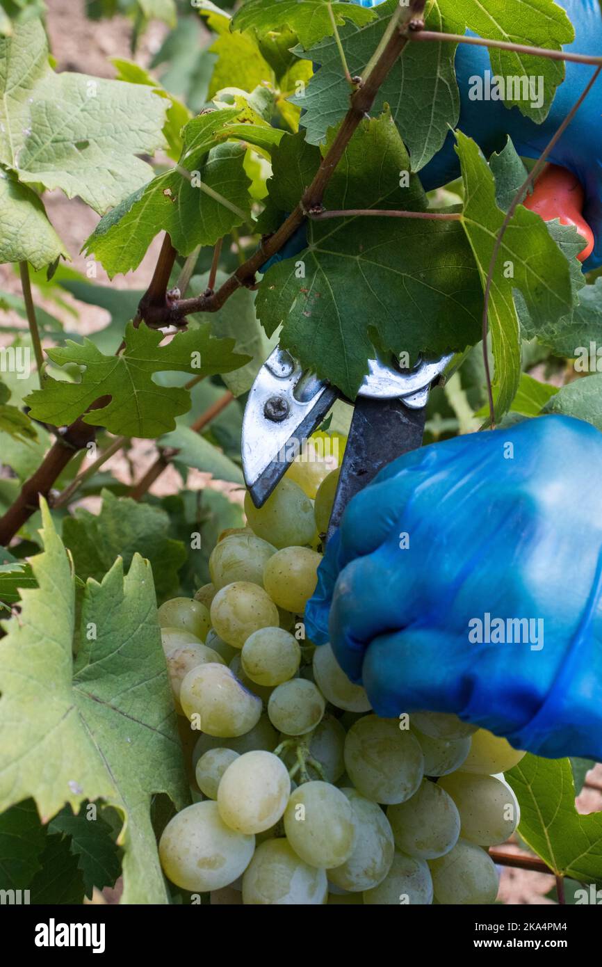 Bunch of grapes grape hi-res stock photography and images - Alamy