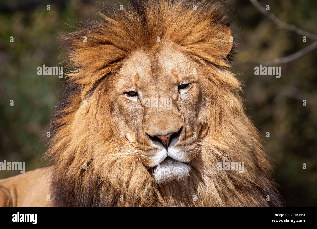 A male African Lion (Panthera Leo) resting at Sydney Zoo in Sydney, NSW ...