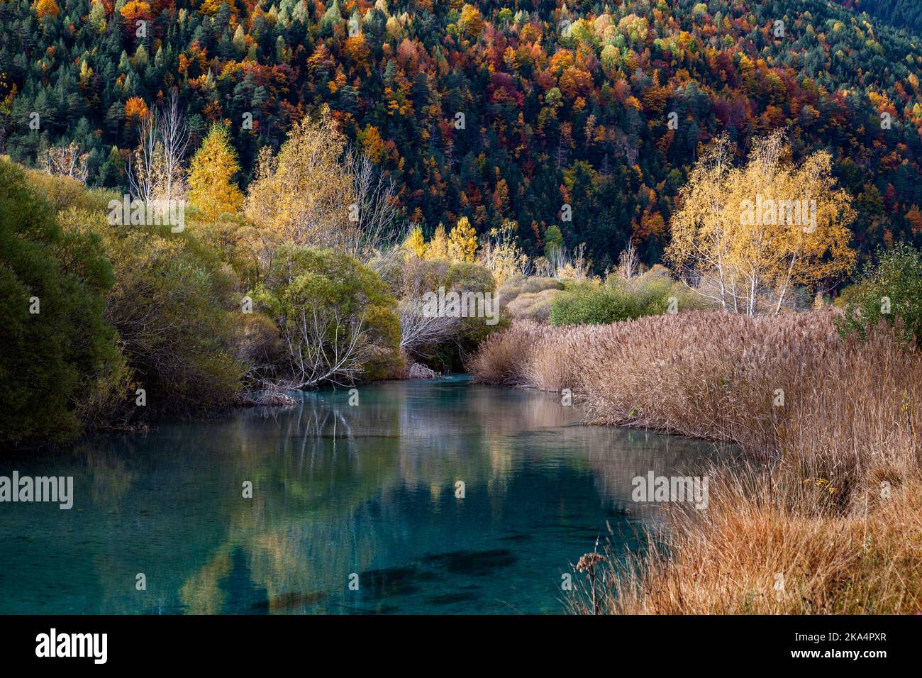 Pyrenees birds hi-res stock photography and images - Alamy