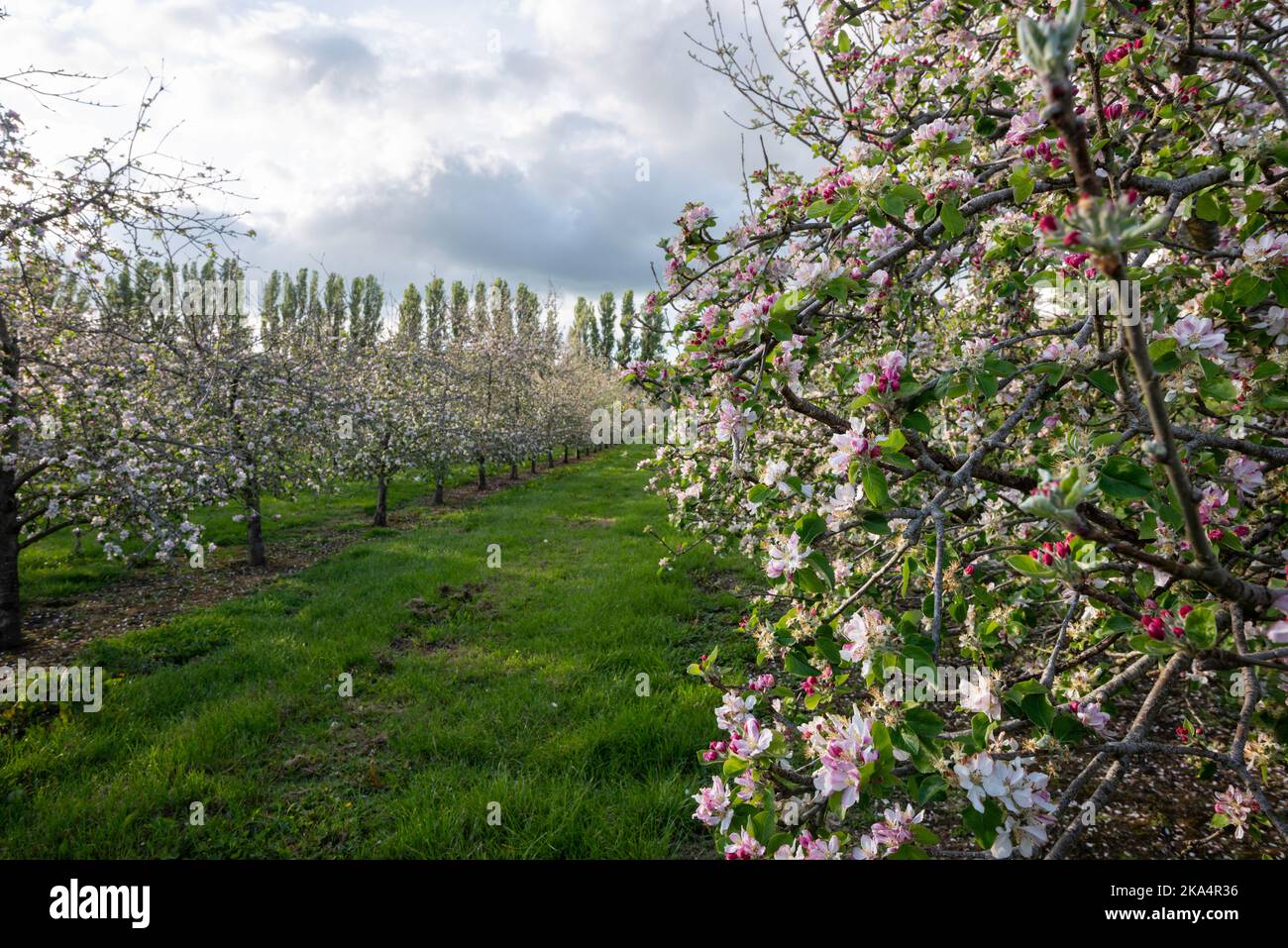 Apple orchards hi-res stock photography and images - Alamy