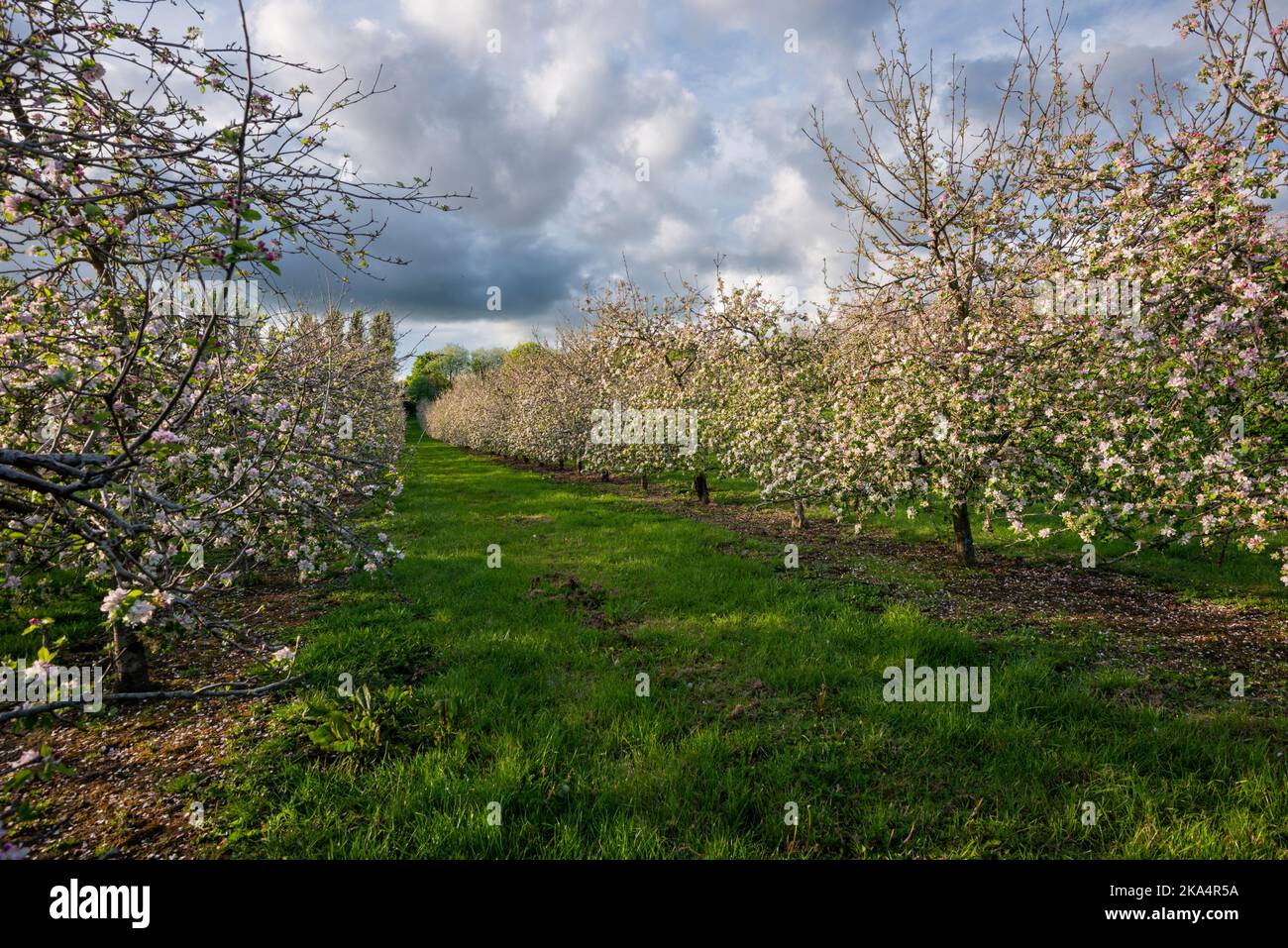 Lopen Somerset Cider Apple Orchards in full bloom Stock Photo - Alamy