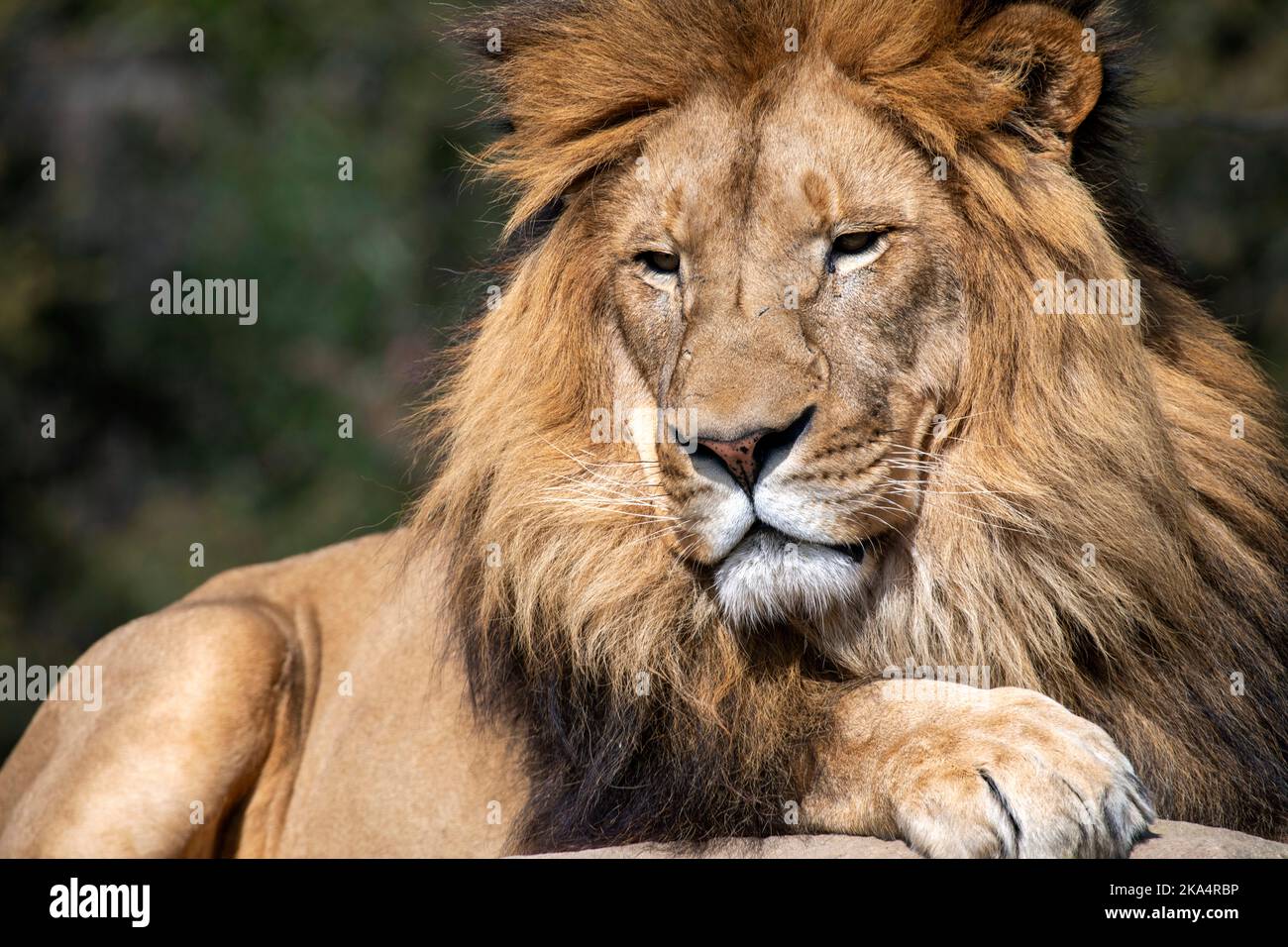 A male African Lion (Panthera Leo) resting at Sydney Zoo in Sydney, NSW ...