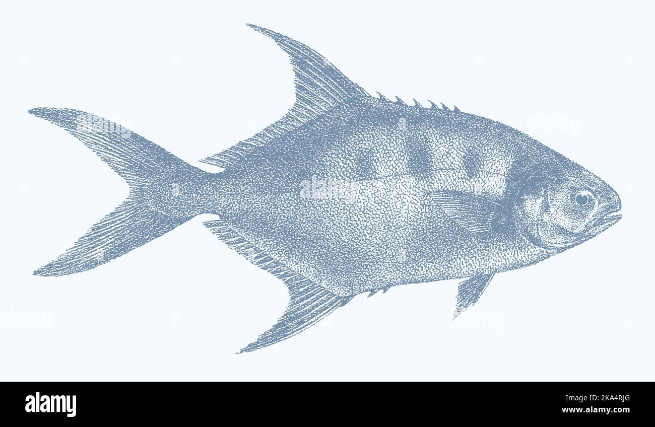 Trachinotus Stock Vector Images - Alamy