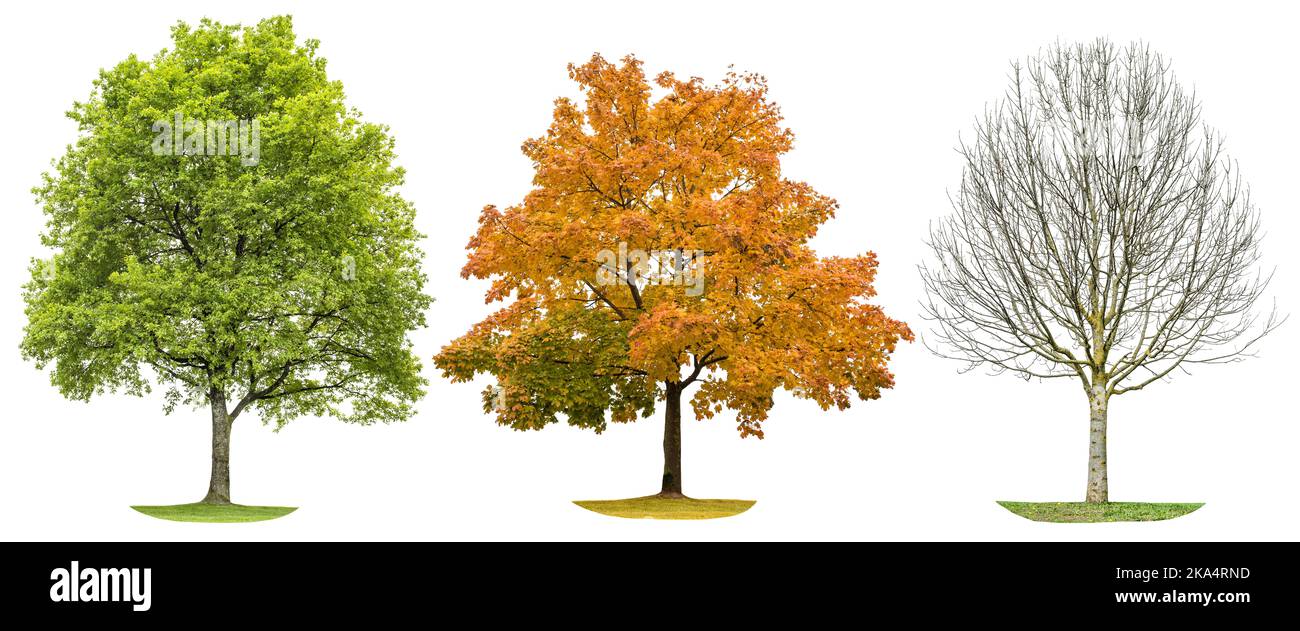 Tree silhouette isolated on white background. Spring summer autumn ...