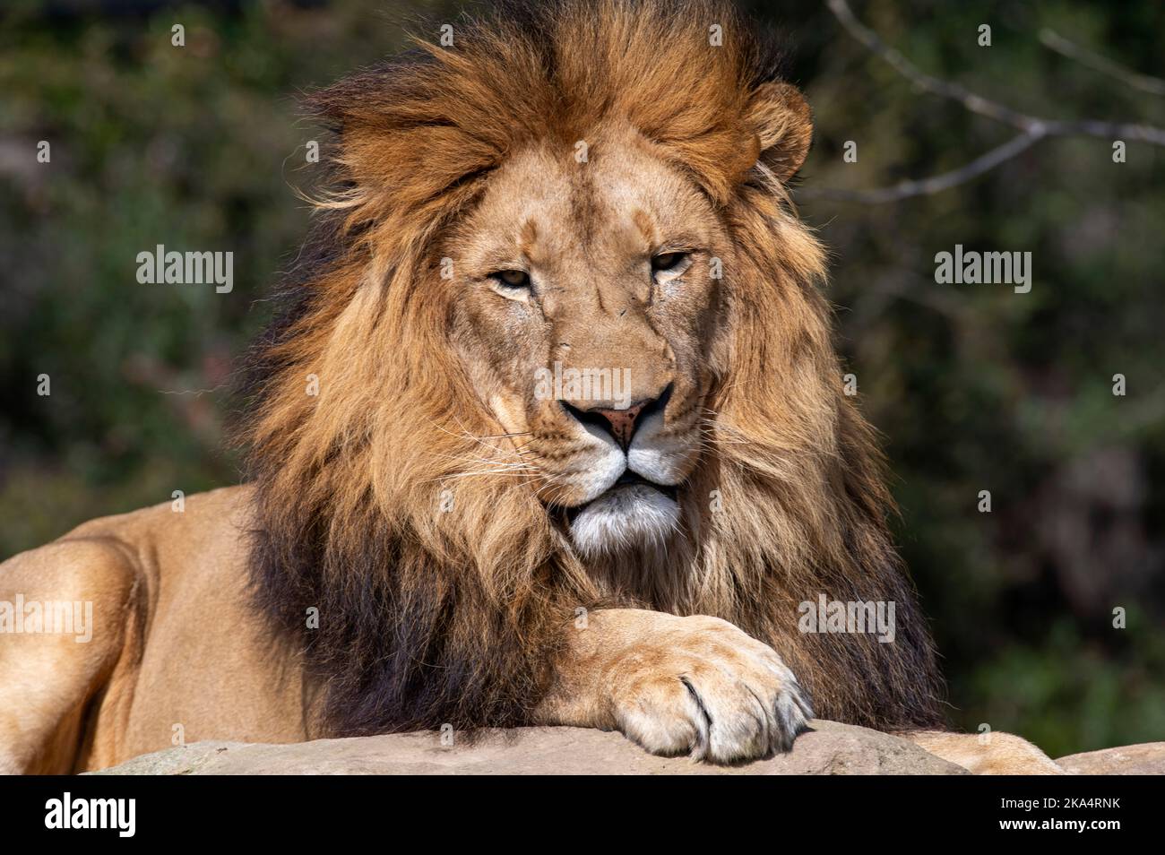 A male African Lion (Panthera Leo) resting at Sydney Zoo in Sydney, NSW ...