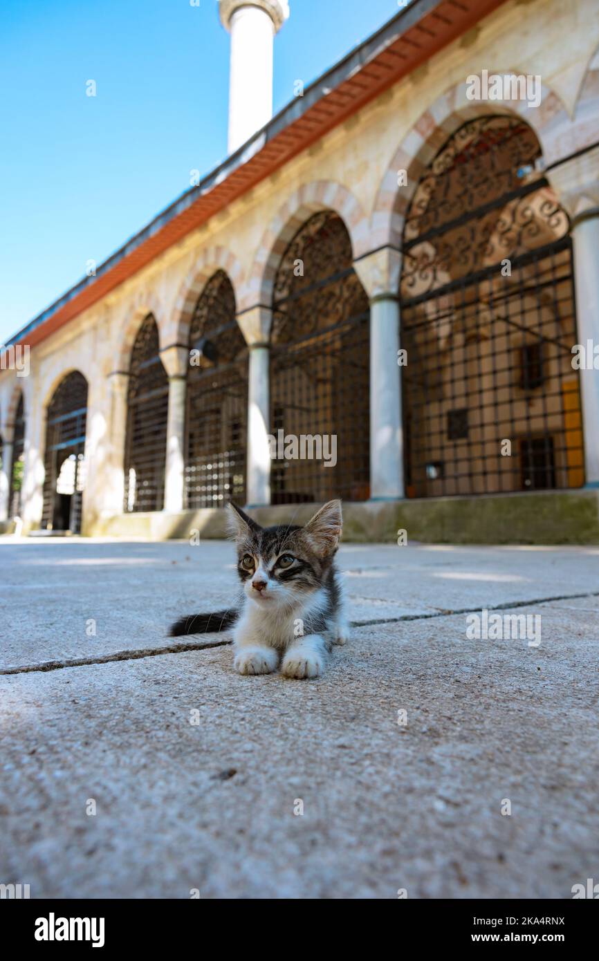 Kitten sitting on the garden of a mosque in Istanbul. Stray cats of ...