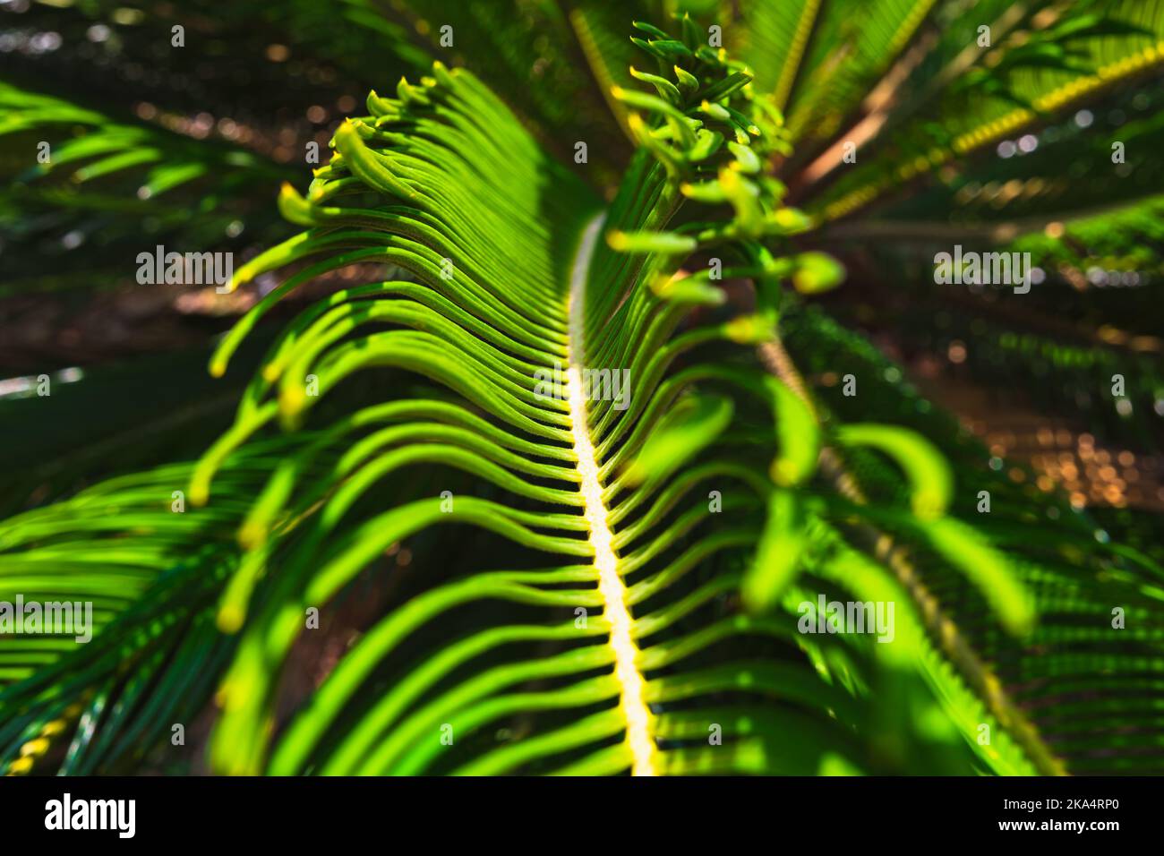 Sago palm leaves in focus. Cycas revoluta leaves. Decorative plants for ...