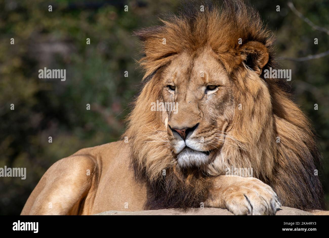 A male African Lion (Panthera Leo) resting at Sydney Zoo in Sydney, NSW ...