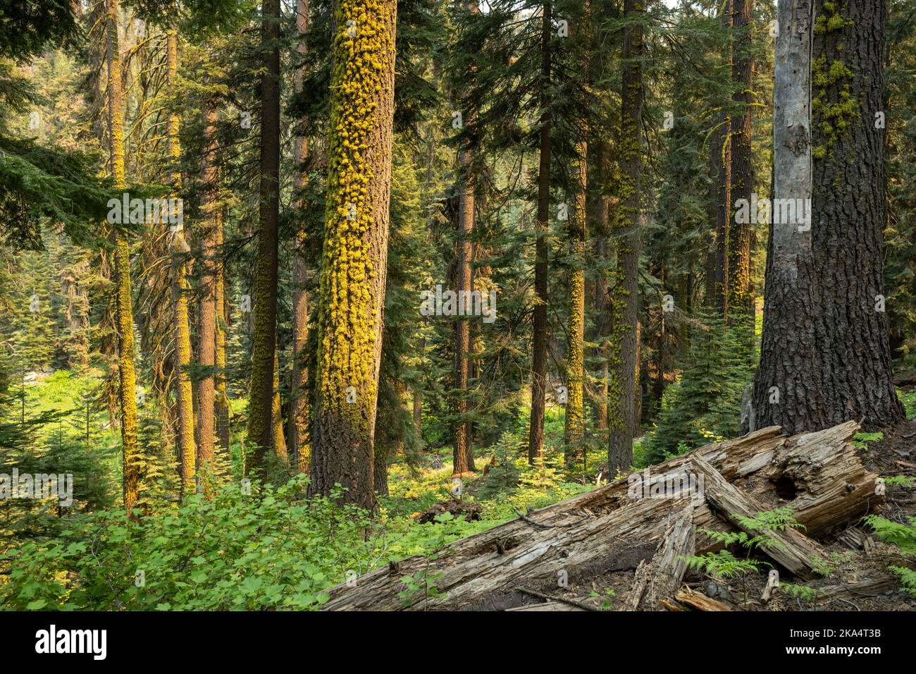 Warm Evening Light Falls Across The Moss Covered Forest Of Sequoia ...