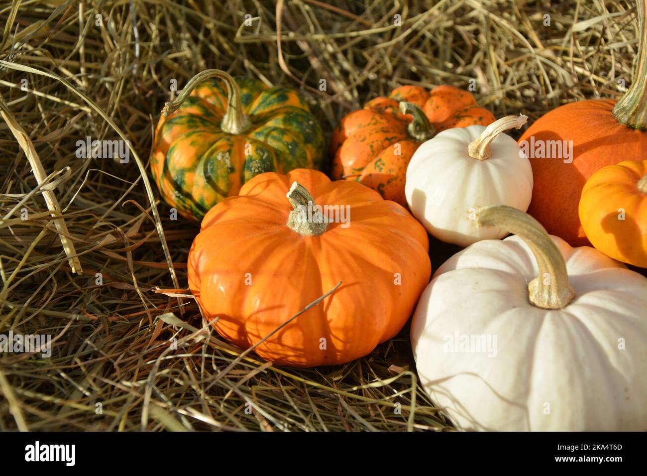 Mini pumpkins on straw close up. White Baby boo and orange Jack be ...