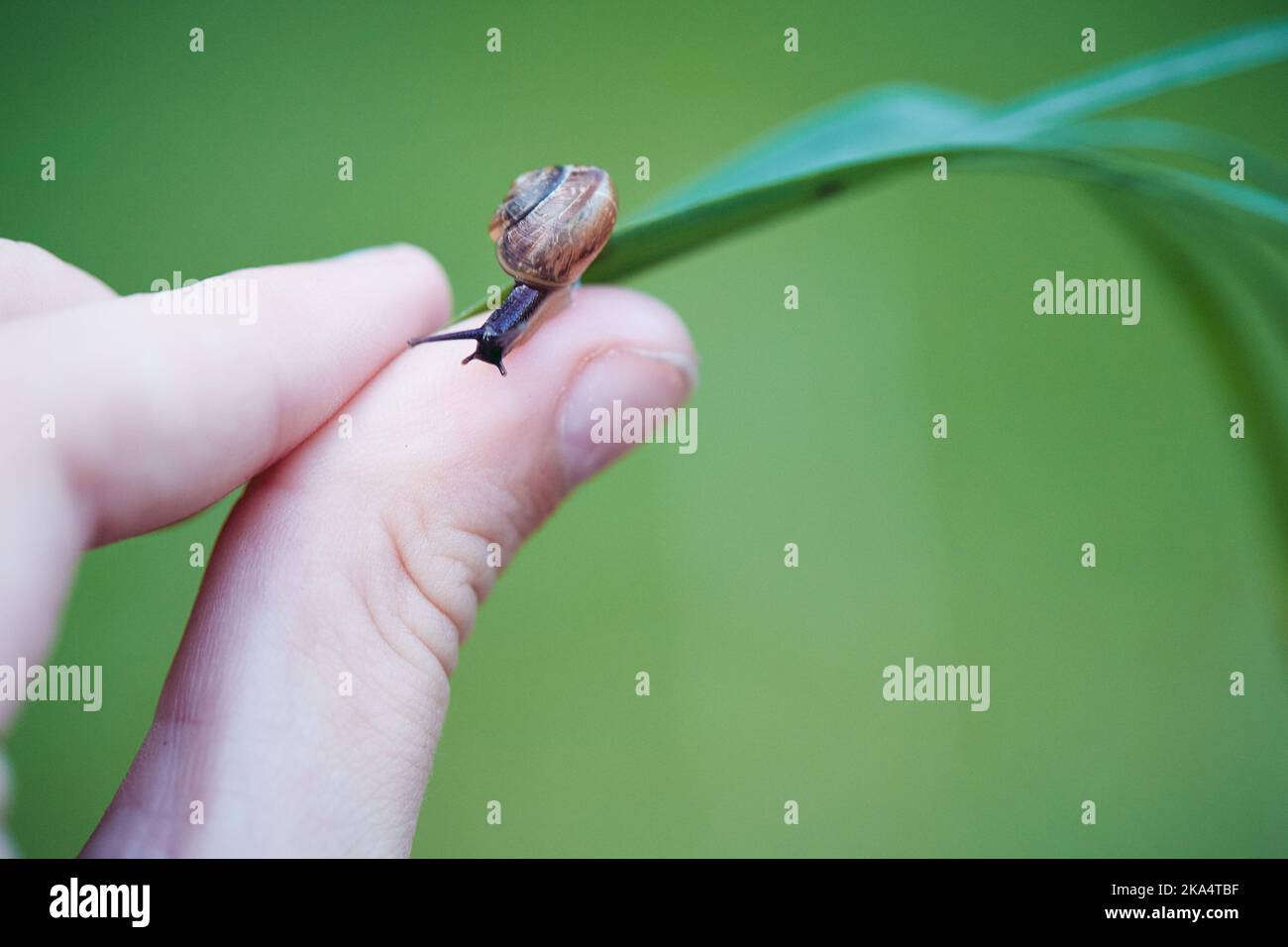 Child holding snail Stock Photo - Alamy