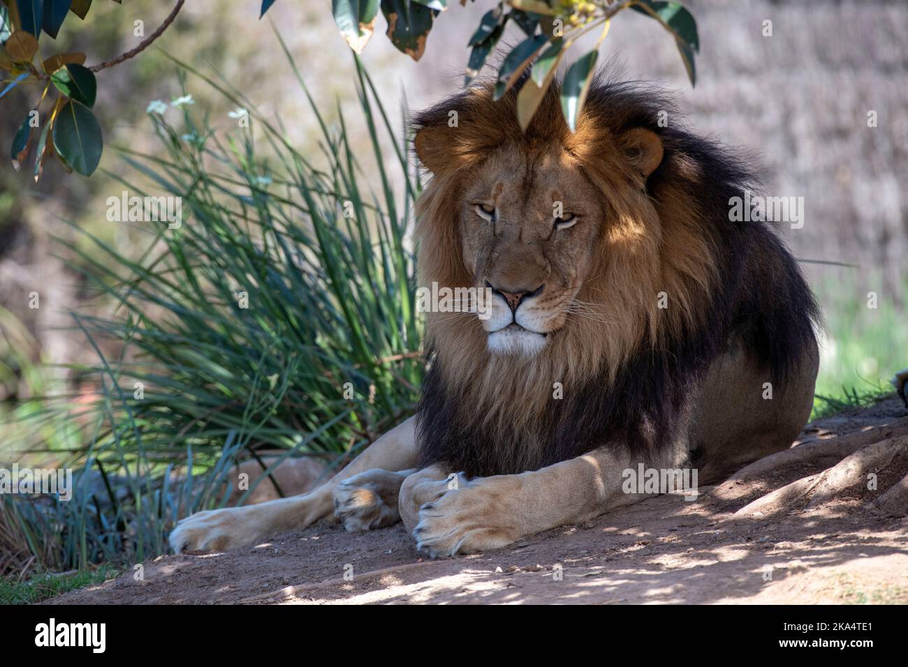 A male African Lion (Panthera Leo) resting at Sydney Zoo in Sydney, NSW ...