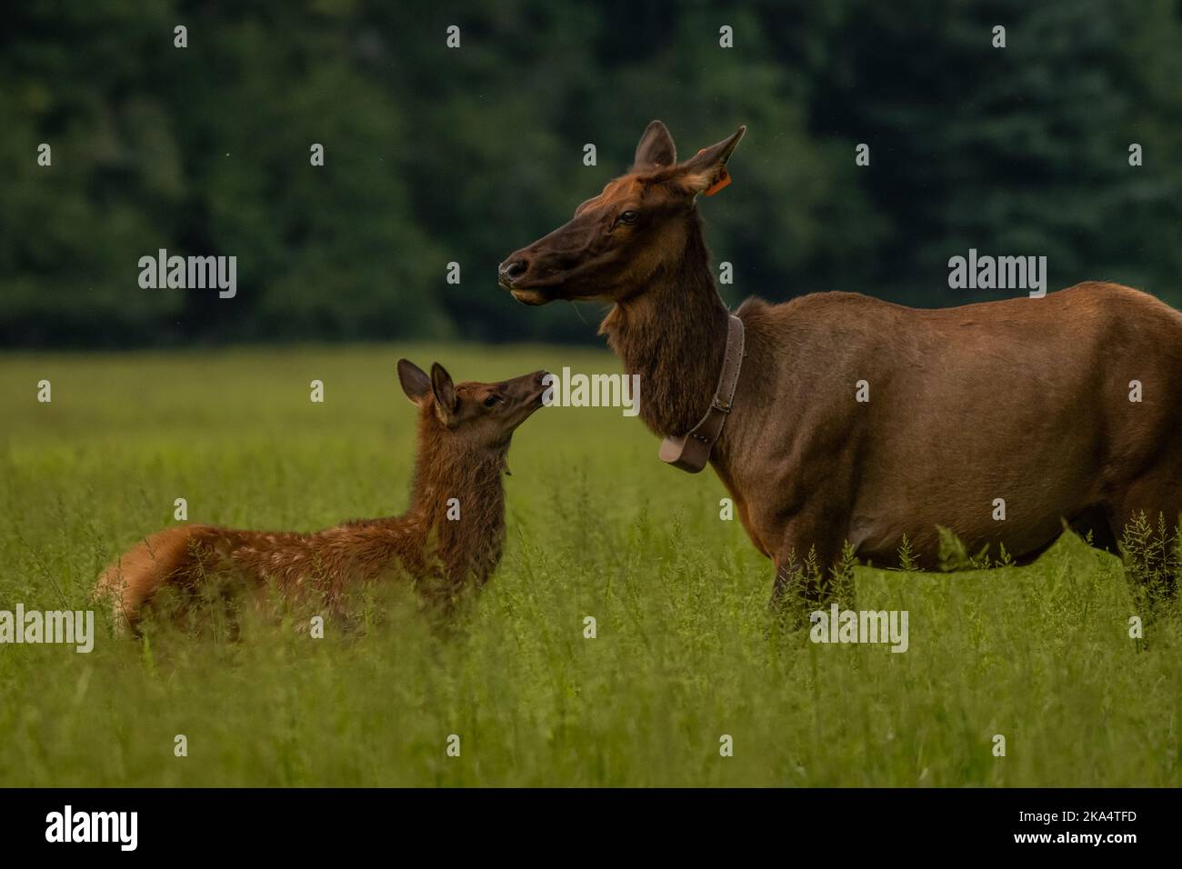 Young Elk In Tall Grass Looks Up at Mother in Cataloochee Valley Stock ...