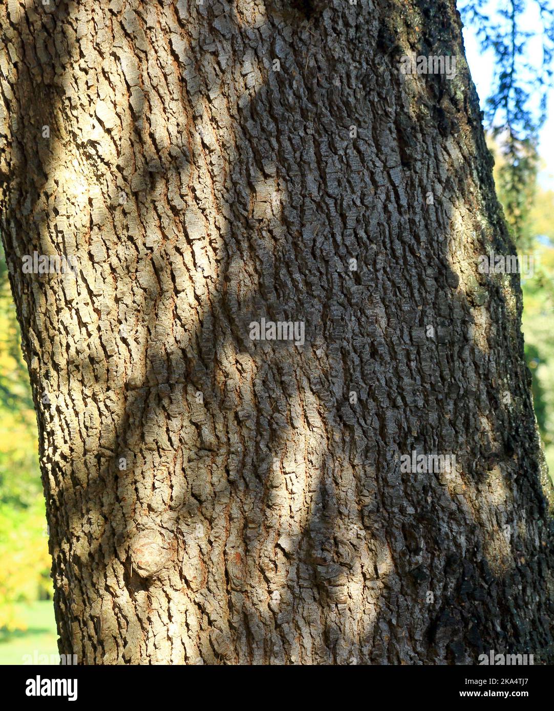 A detailed view of the bark of the Atlas Cedar tree Stock Photo - Alamy