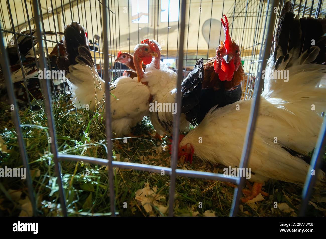 Bucharest, Romania - October 26, 2022: Chickens in cages are presented ...