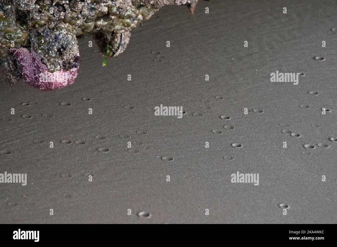 Star fish clinging to the barnacle covered sea stacks, on the Oregon ...