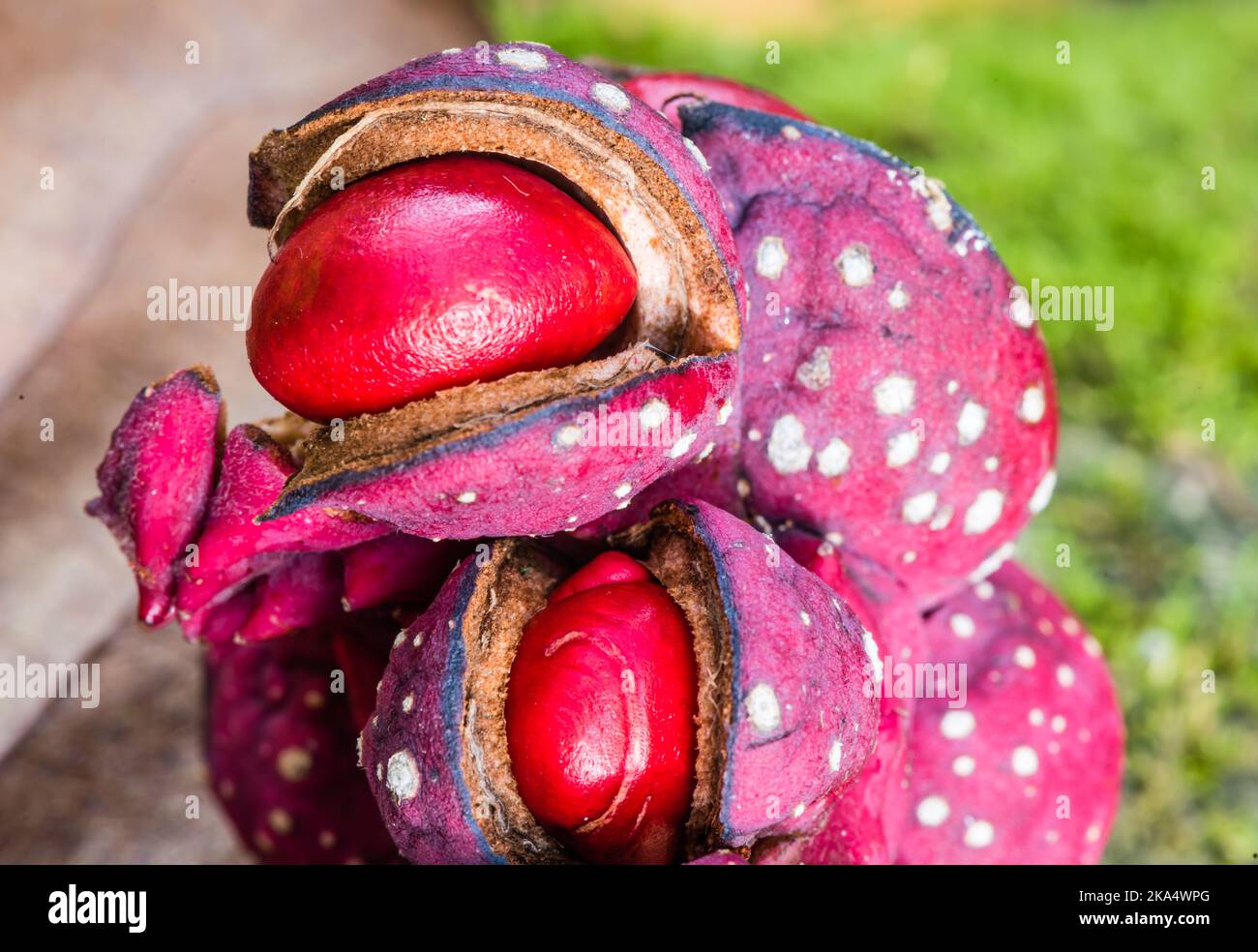 Magnolia seed pod hi-res stock photography and images - Alamy