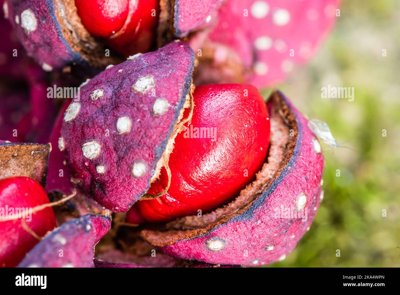 Magnolia seed pod hi-res stock photography and images - Alamy