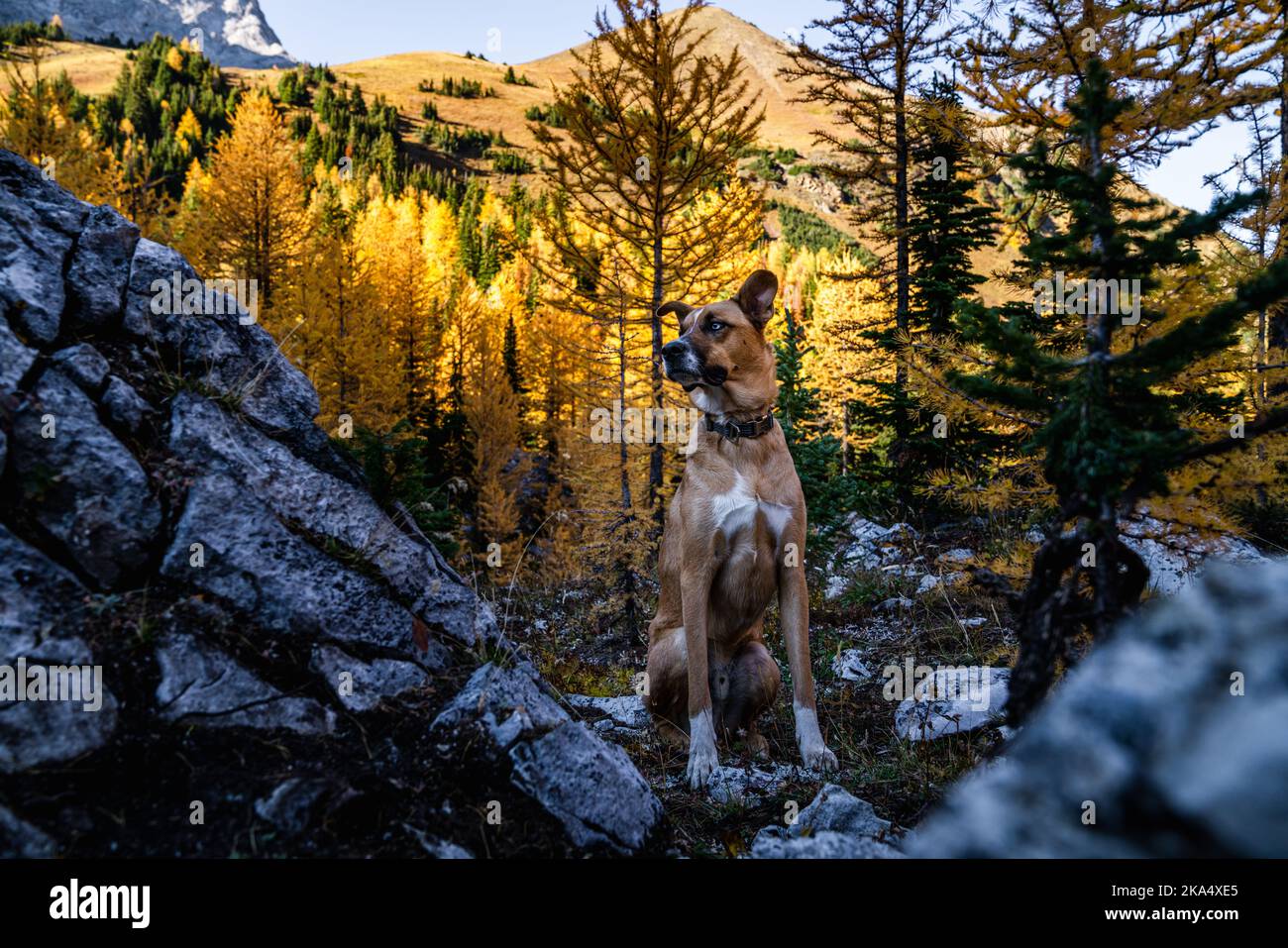 Alberta Puppy Dog Poses During Hike Stock Photo - Alamy