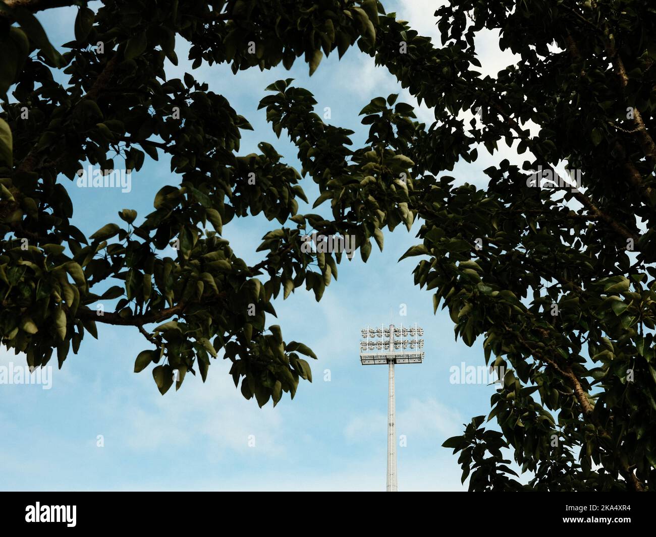 Stadium light above green tree Stock Photo - Alamy