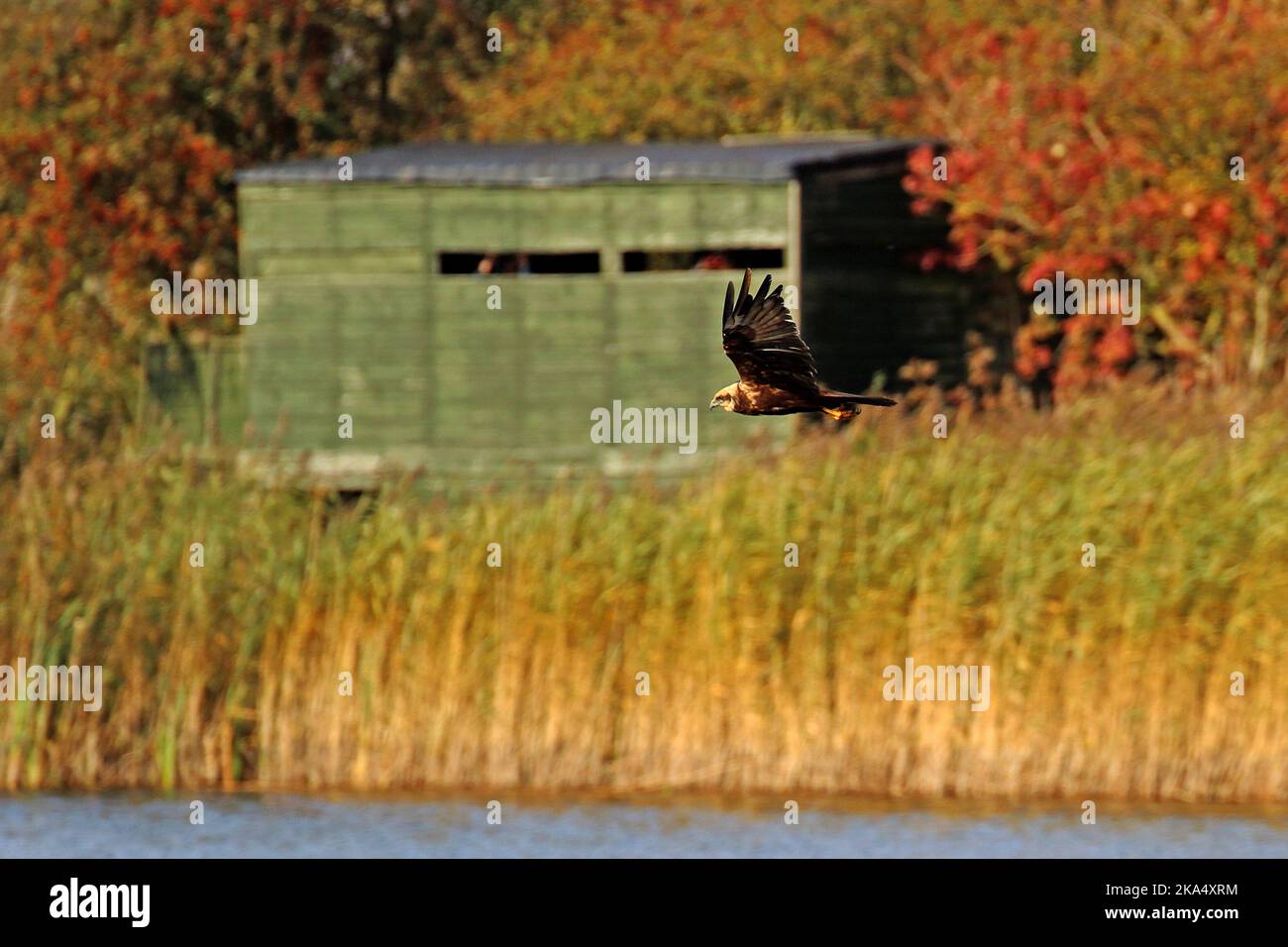 Far Ings Nature Reserve, Lincolnshirebird hide Stock Photo - Alamy