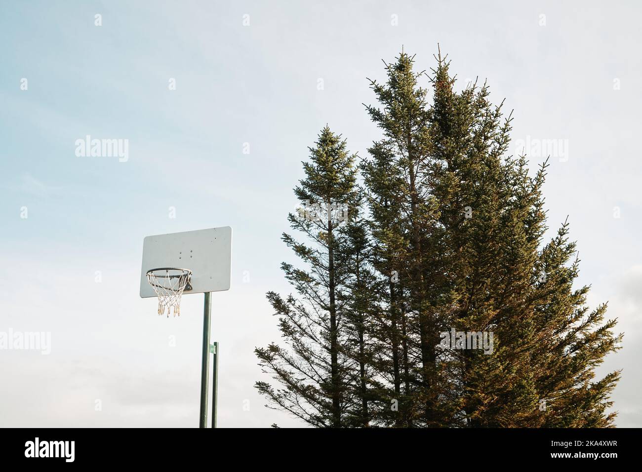 Basketball hoop against coniferous trees Stock Photo - Alamy