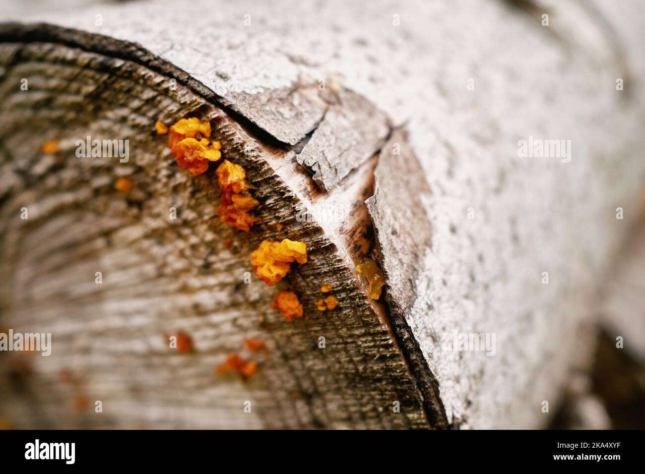 Orange fungi on tree trunk Stock Photo - Alamy