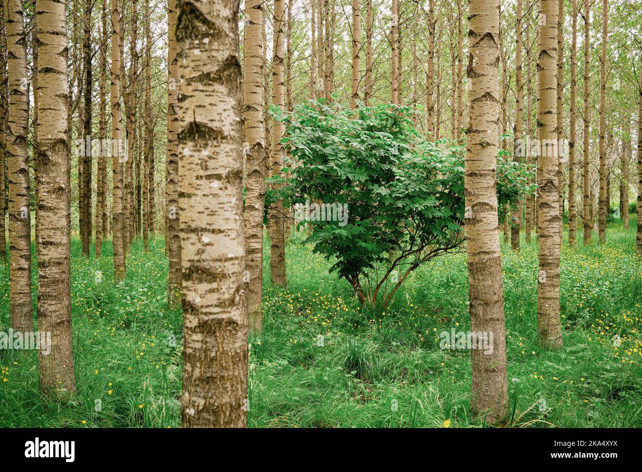 Green bush amidst trees in forest Stock Photo - Alamy