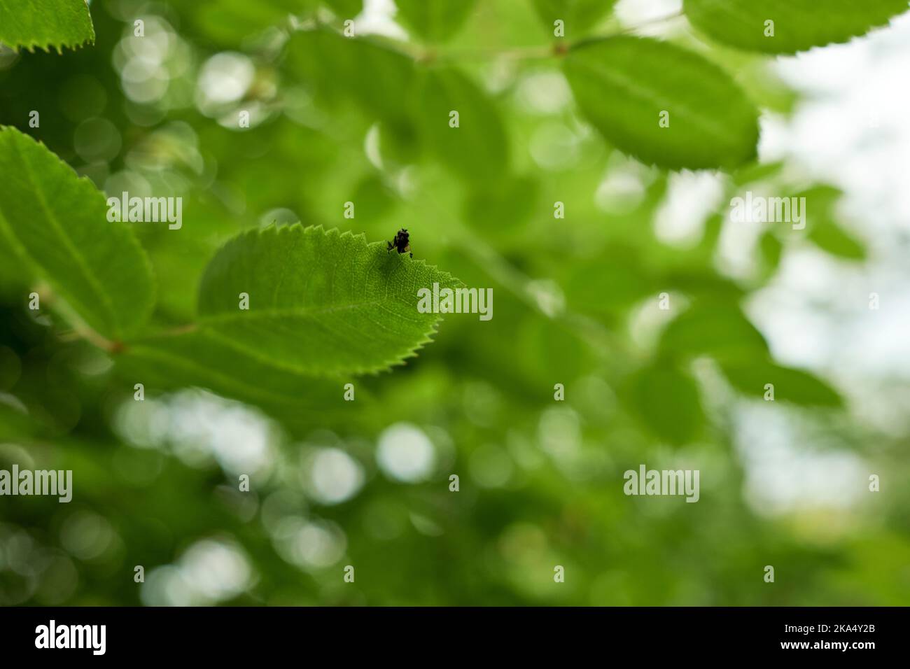 Green fly and leaf hi-res stock photography and images - Alamy