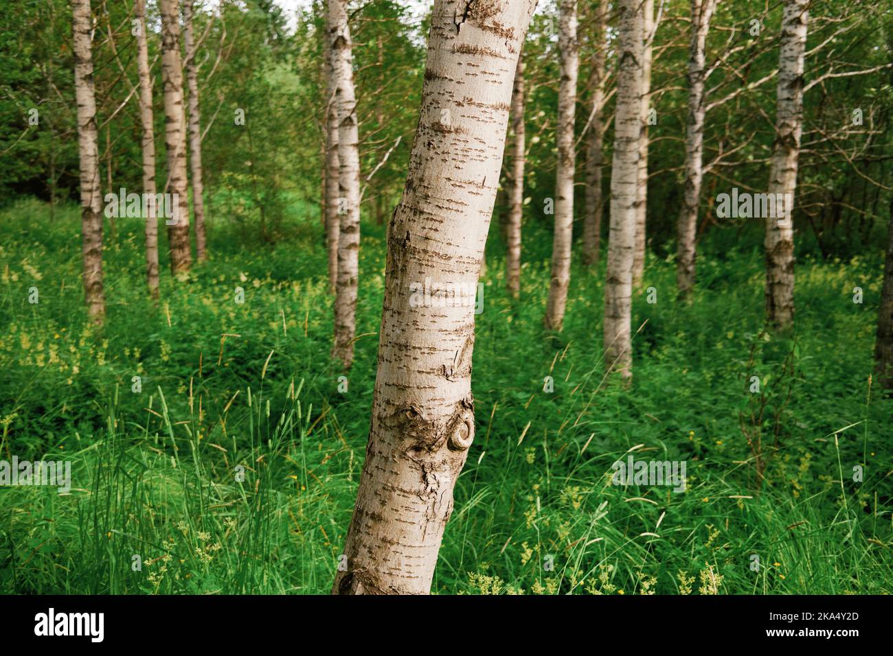 Tilted tree in green woods Stock Photo - Alamy