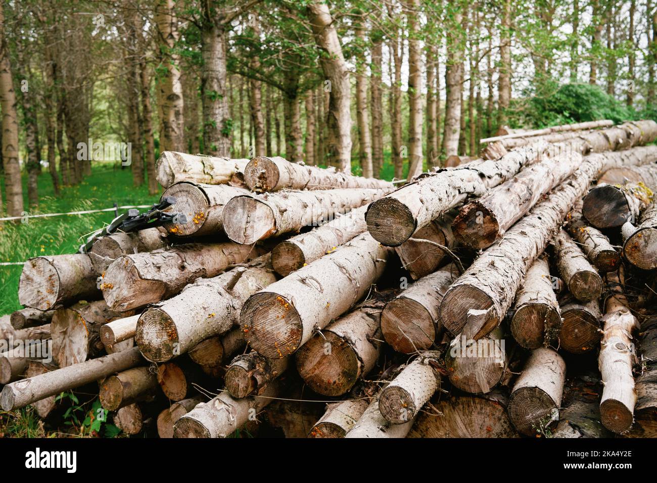 Pile of logs in forest Stock Photo - Alamy