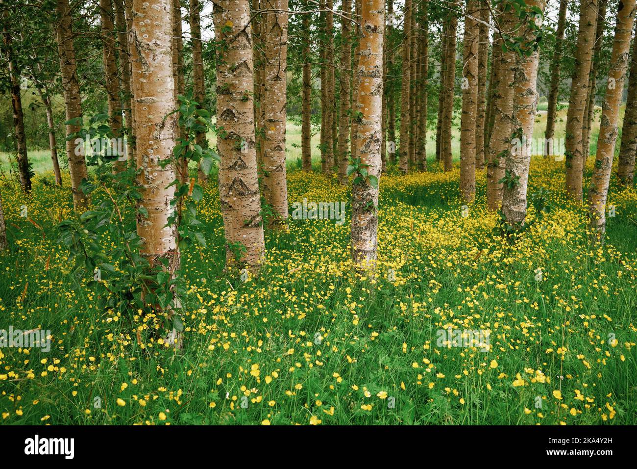 Blooming clearing near thin trees Stock Photo - Alamy