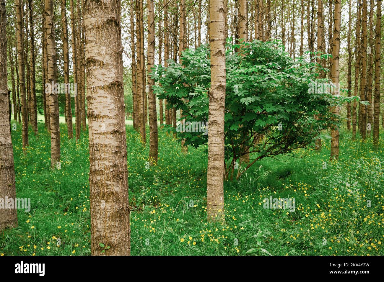 Shrub and trees in woodland Stock Photo - Alamy