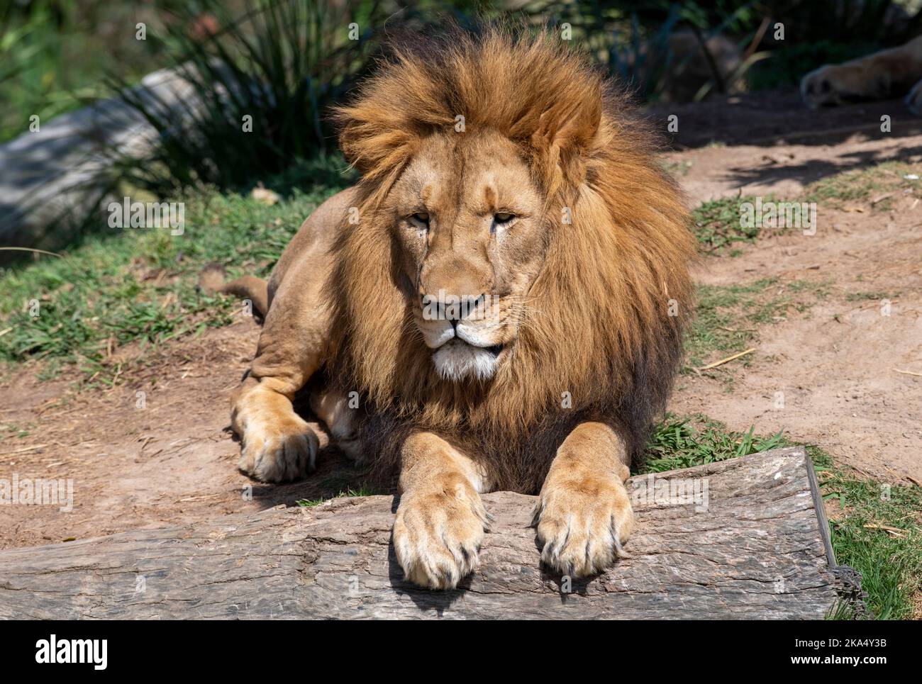 A male African Lion (Panthera Leo) resting at Sydney Zoo in Sydney, NSW ...