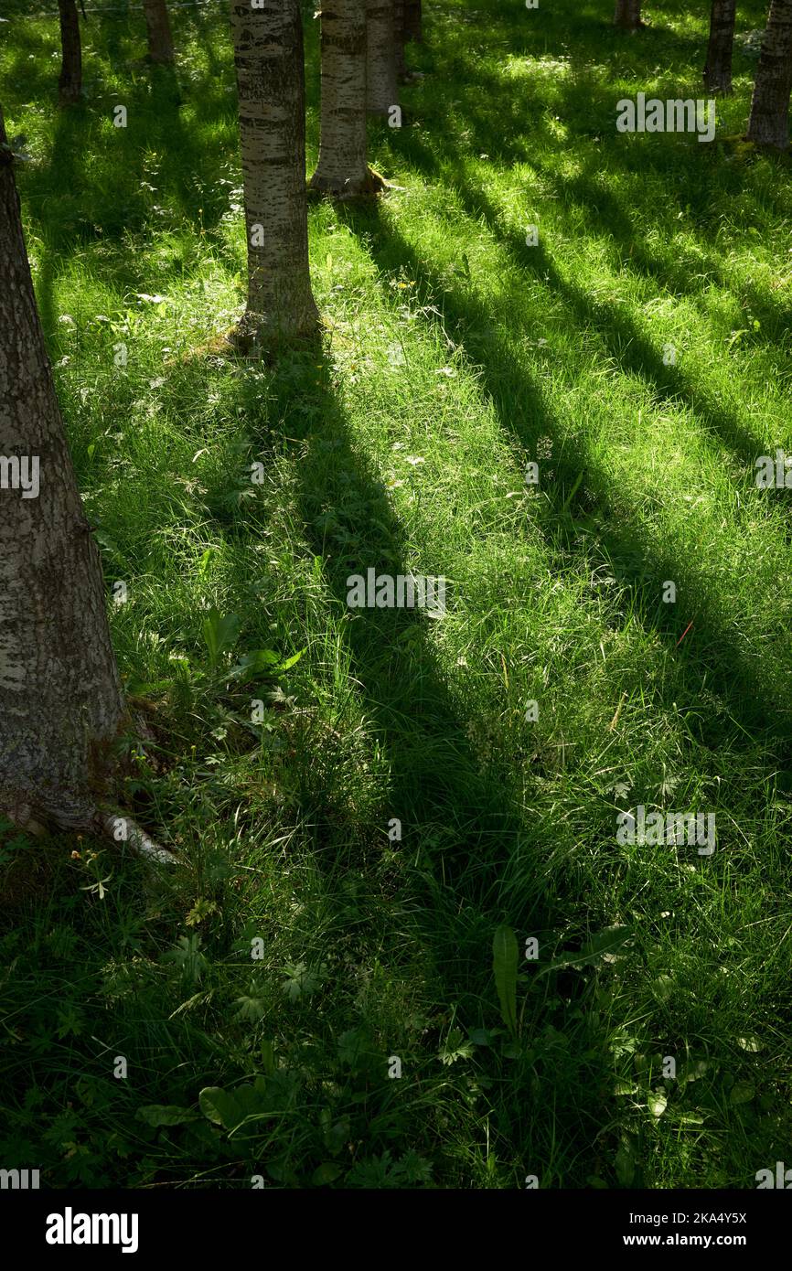 Tree shadow on grass hi-res stock photography and images - Alamy