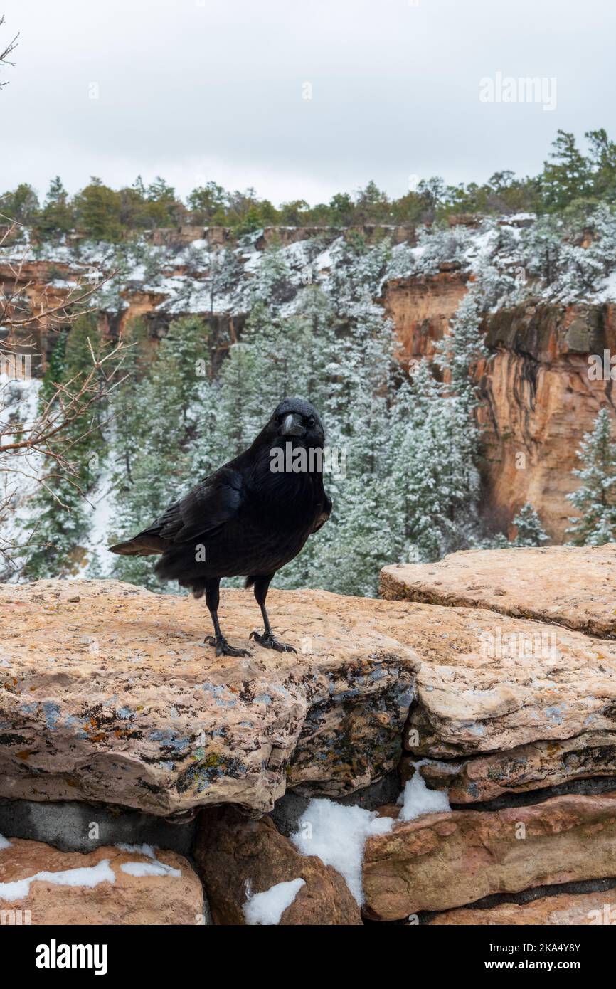 A curious raven sits on a ledge in Grand Canyon National Park, USA ...