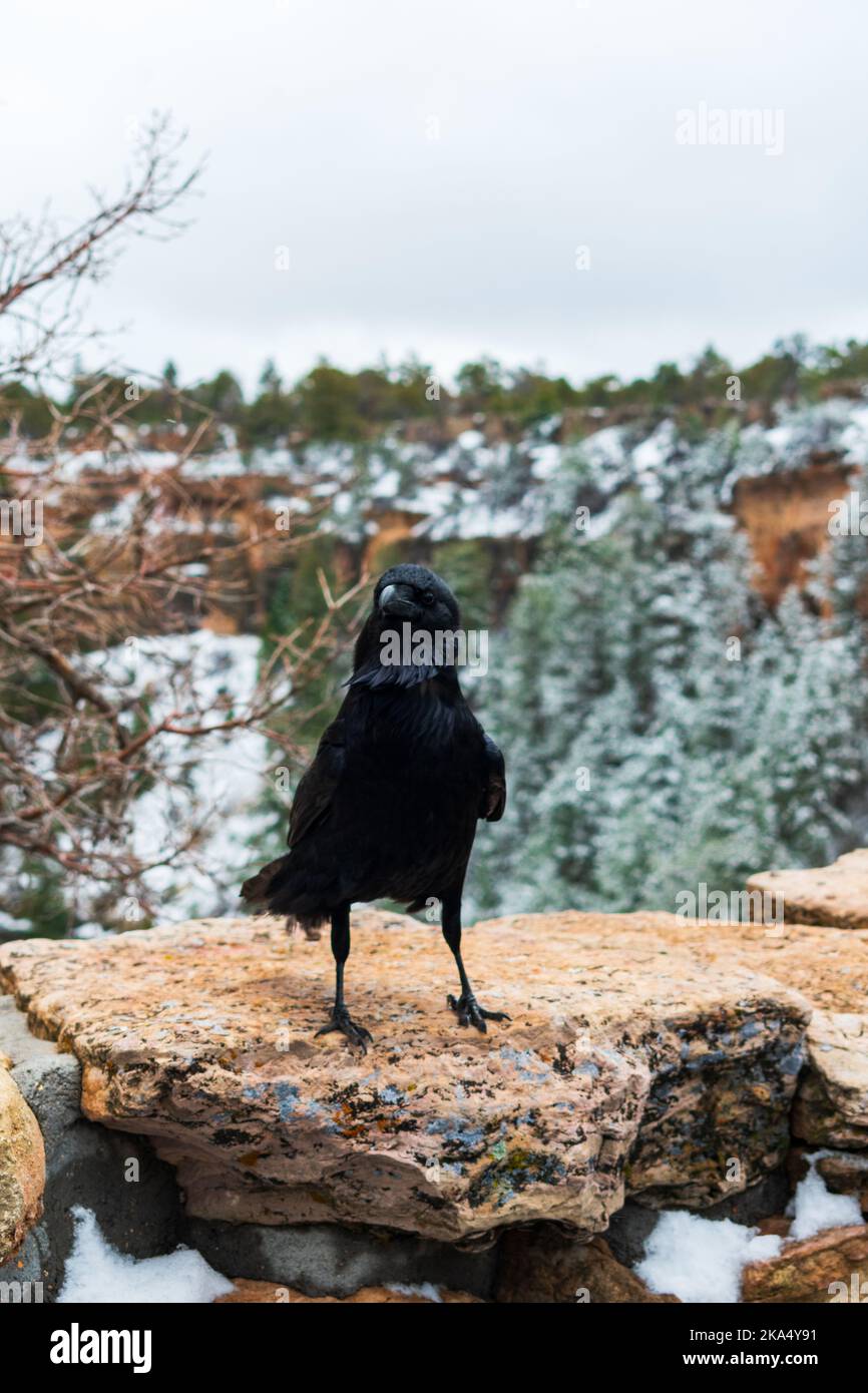 A curious raven sits on a ledge in Grand Canyon National Park, USA ...