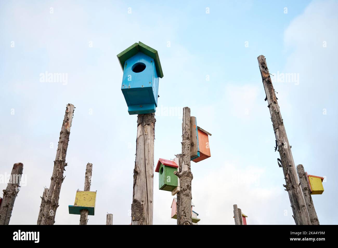 Old trees with hanging bird boxes Stock Photo - Alamy