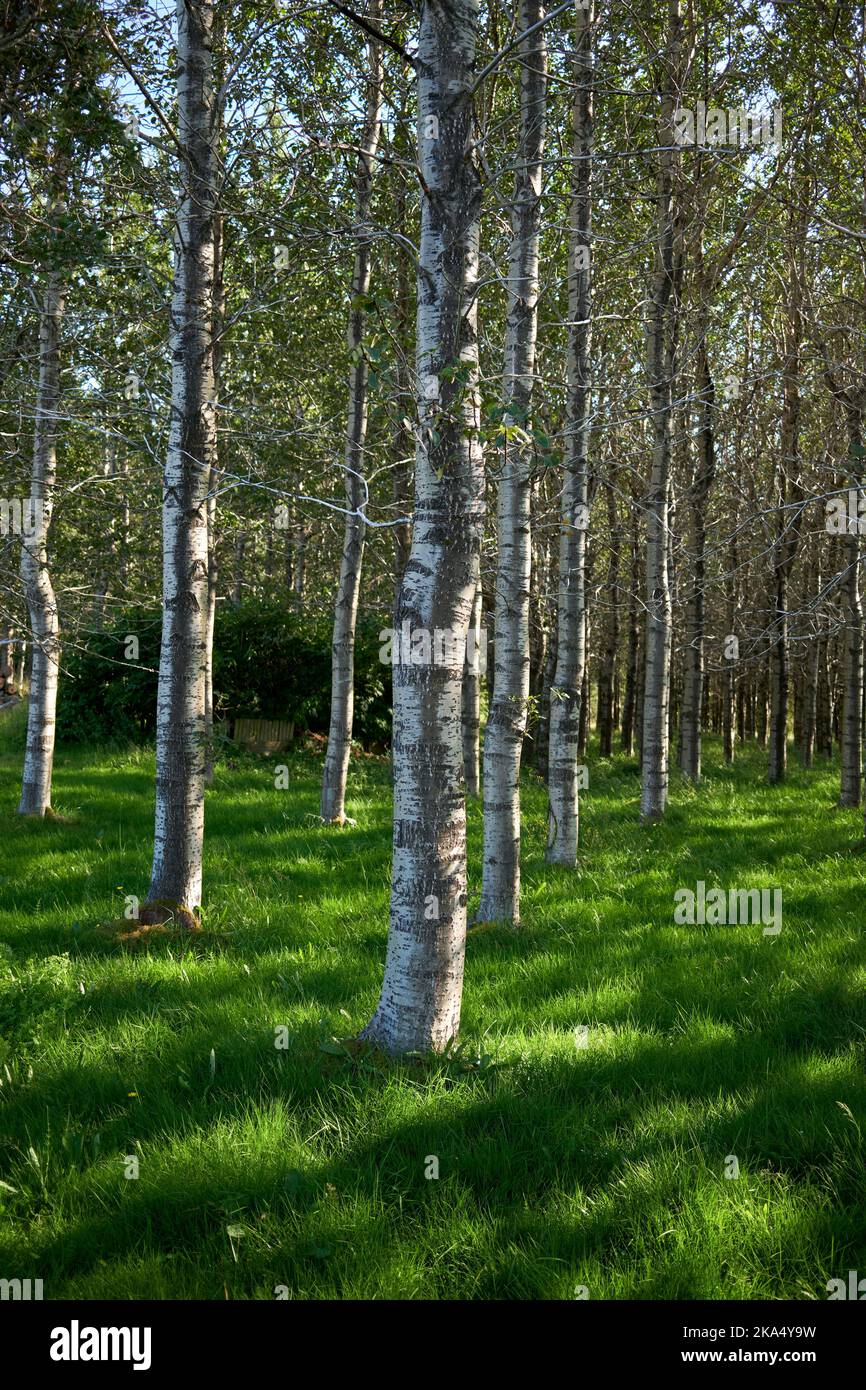 Trees early in morning in woodland Stock Photo - Alamy