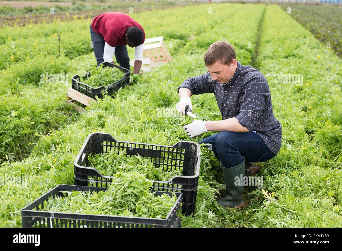 Farm worker cutting mizuna on field Stock Photo - Alamy