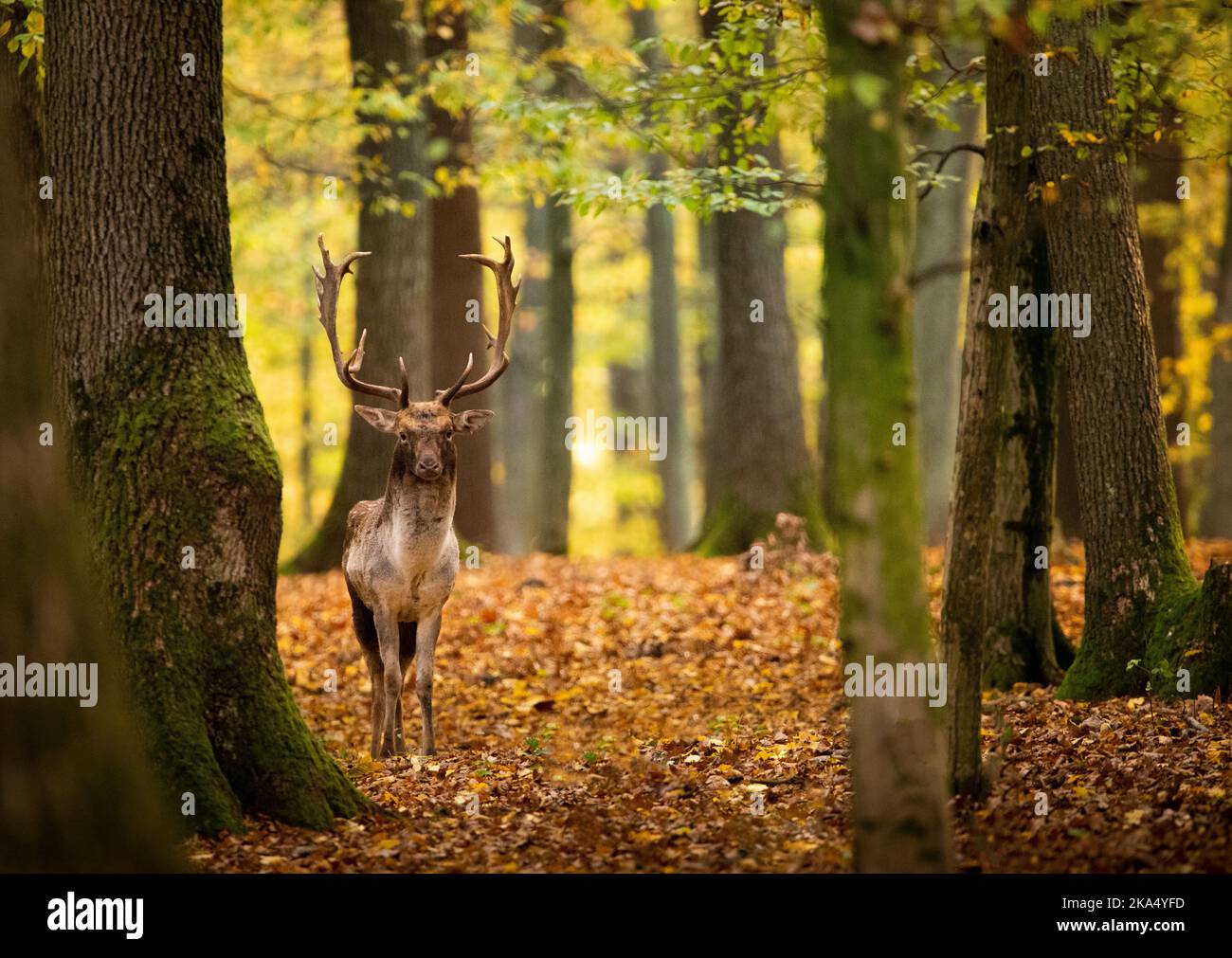 The European or spotted fallow deer is a species of the deer family ...