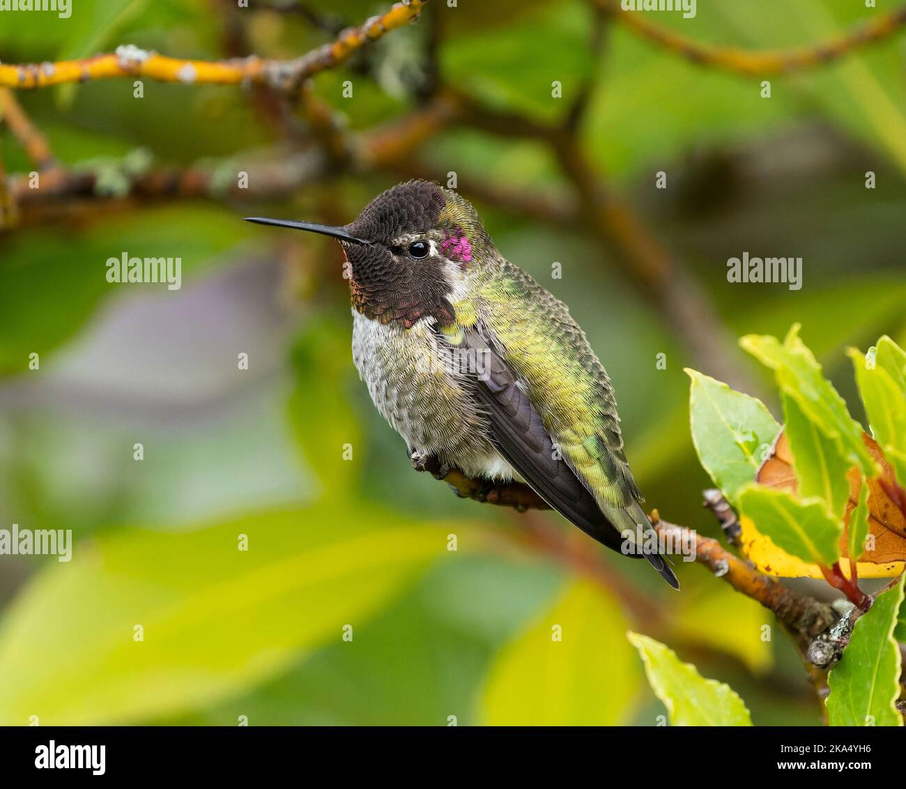 An Anna's hummingbird (Calypte anna) perches in the garden at Hatley ...