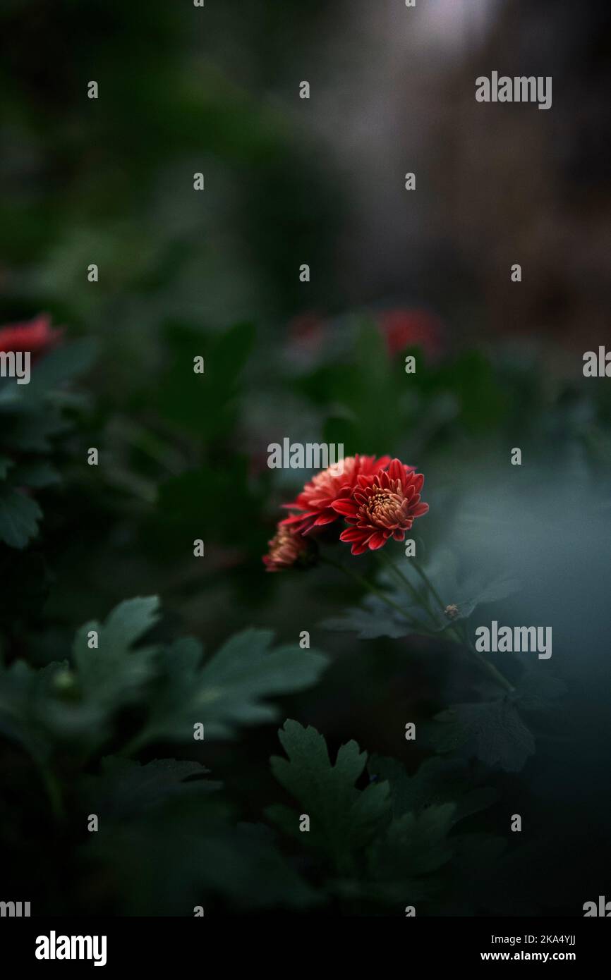 Little red flower in a garden Stock Photo - Alamy