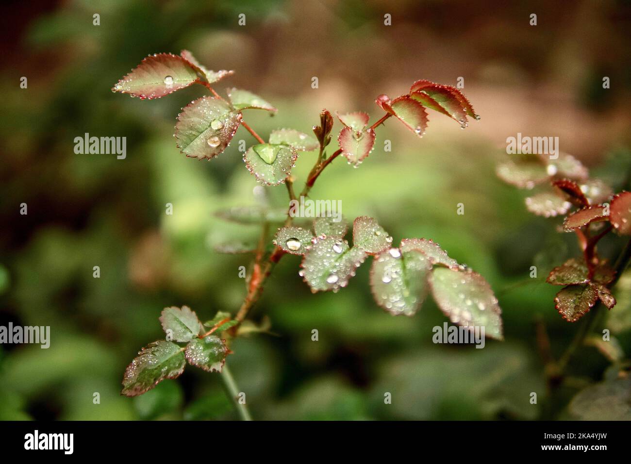 Little rose leaves flower in a garden Stock Photo - Alamy