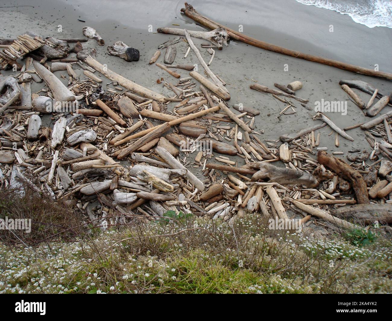 a beach covered in driftwood logs of assorted sizes Stock Photo - Alamy