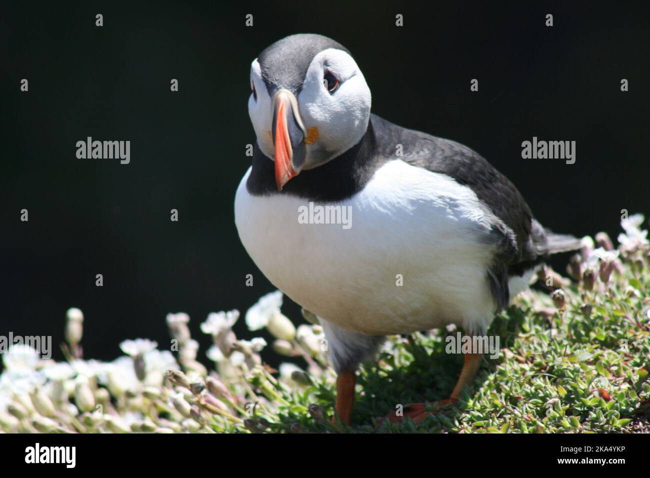Beautiful puffin hi-res stock photography and images - Alamy
