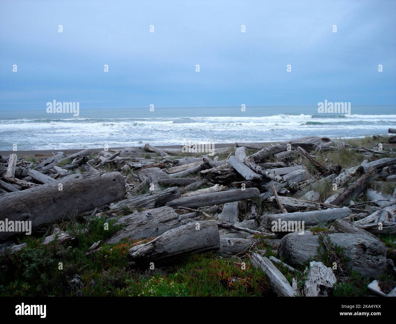 a beach covered in driftwood logs Stock Photo - Alamy