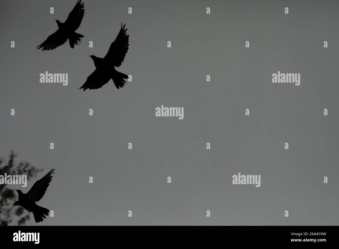 Pigeons fly against background of gray sky Stock Photo - Alamy