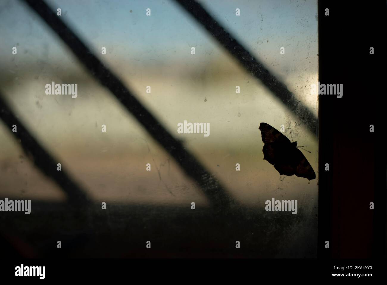 Bean on glass. Butterfly on window. Interior details. Window frame ...